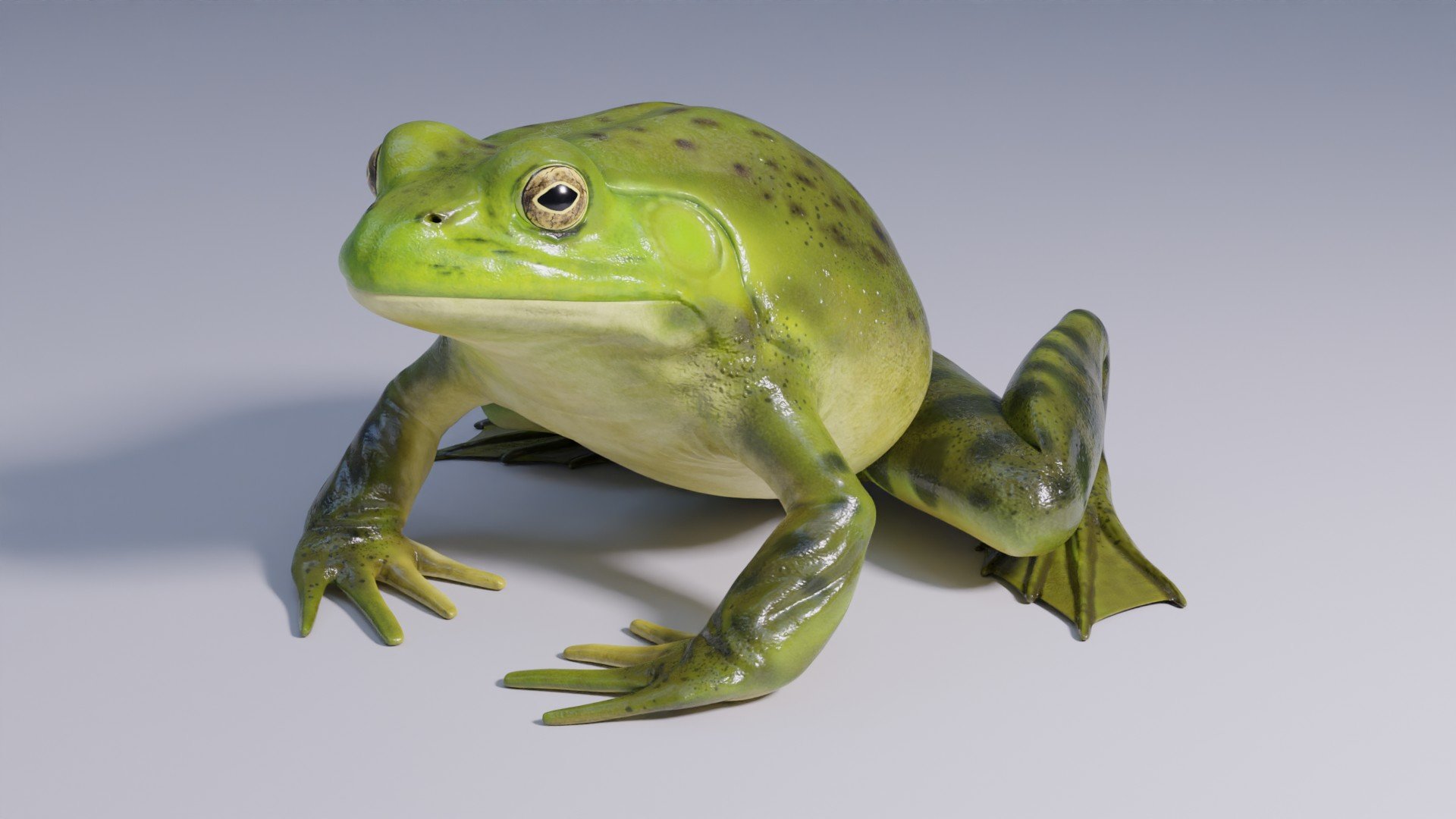American Bullfrog Wallpapers - Wallpaper Cave