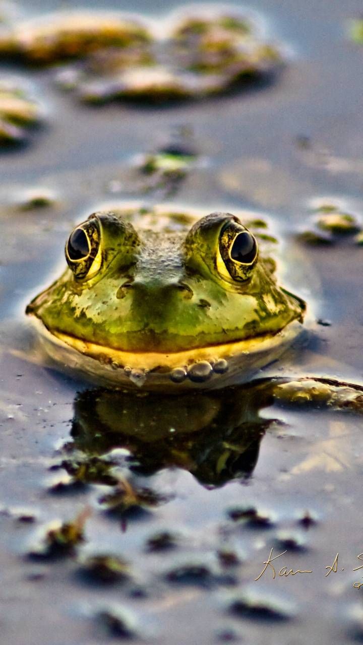 American Bullfrog Wallpapers - Wallpaper Cave