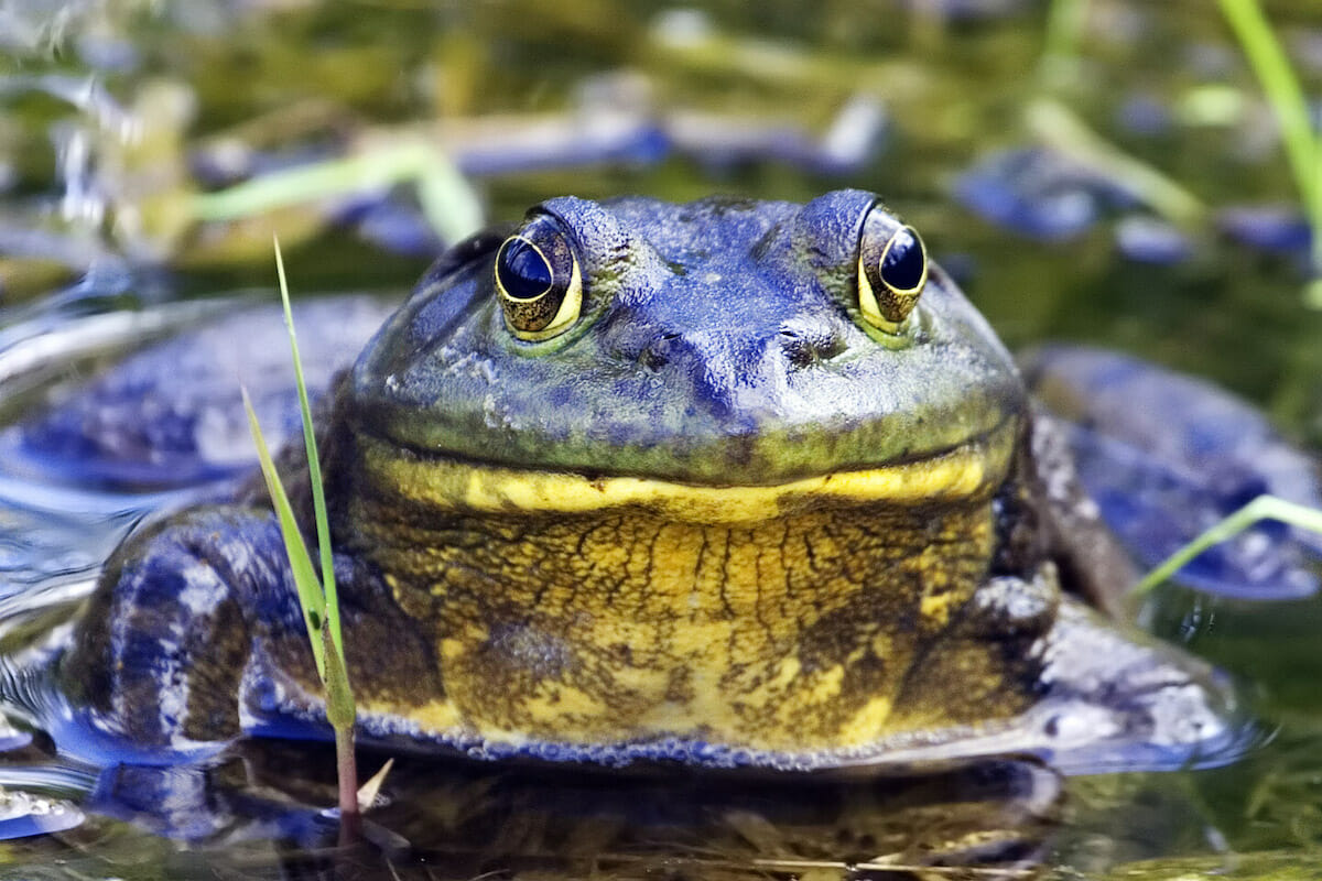 American Bullfrog Wallpapers - Wallpaper Cave