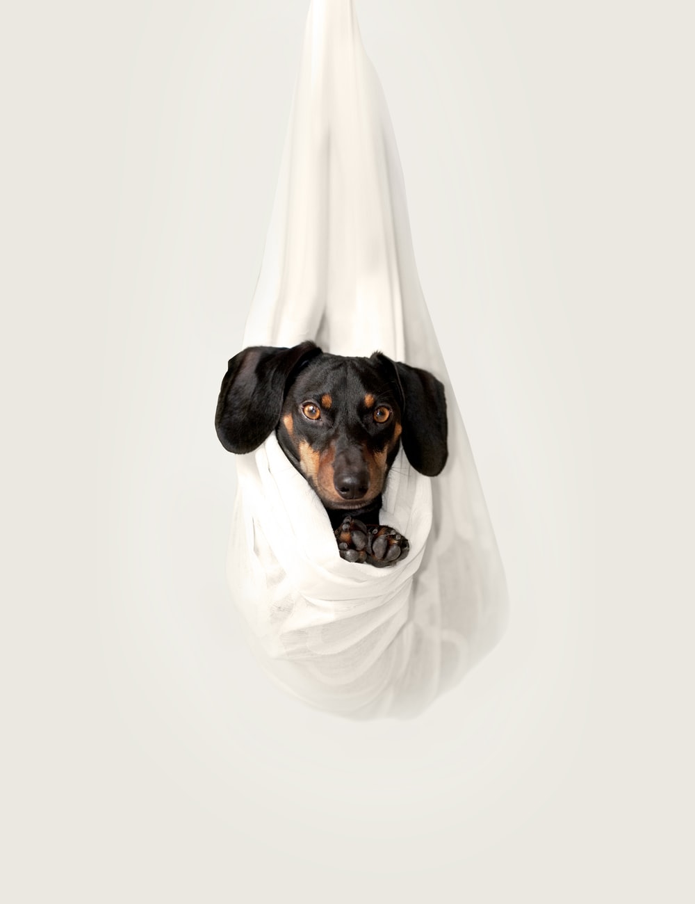 Weenie Dog Wallpapers - Wallpaper Cave