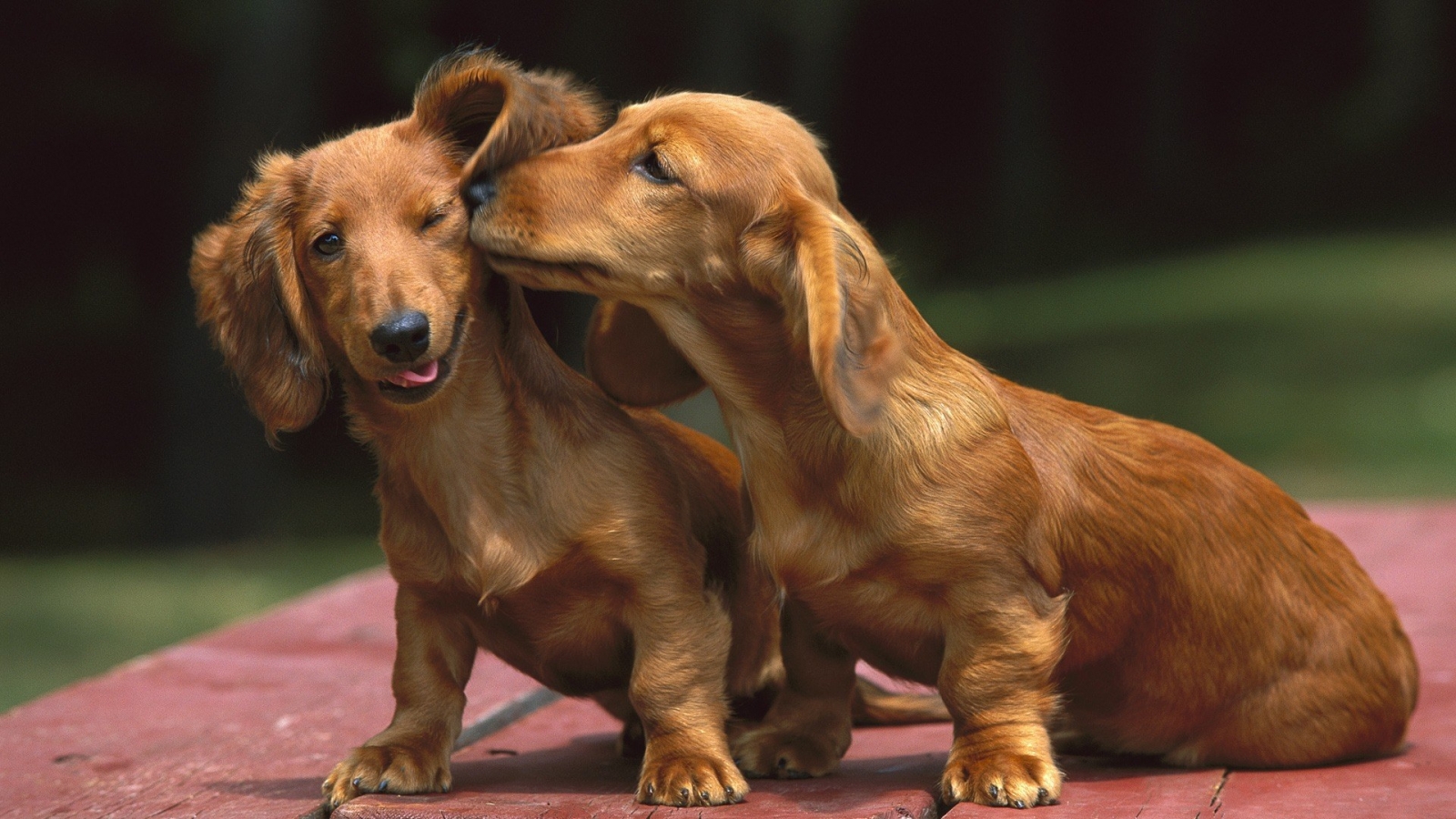 Weenie Dog Wallpapers - Wallpaper Cave