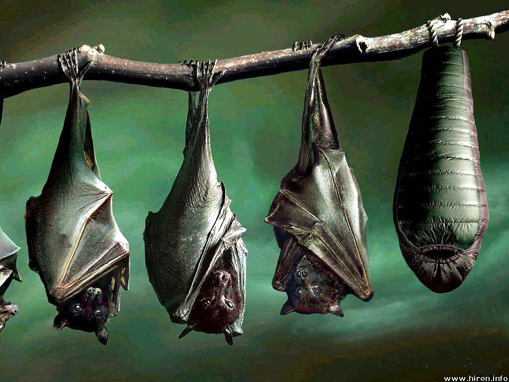 Fruit Bat Wallpapers - Wallpaper Cave