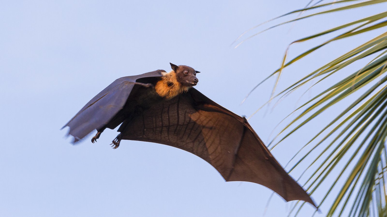 Fruit Bat Wallpapers - Wallpaper Cave