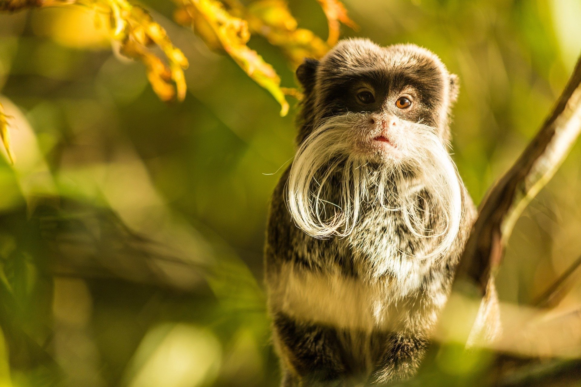 Tamarin Wallpapers - Wallpaper Cave
