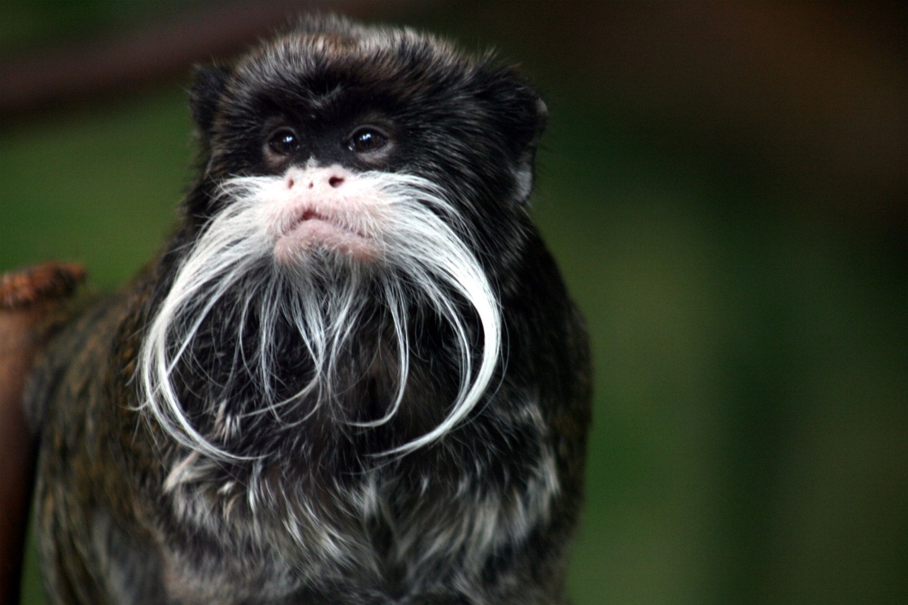 Tamarin Wallpapers - Wallpaper Cave