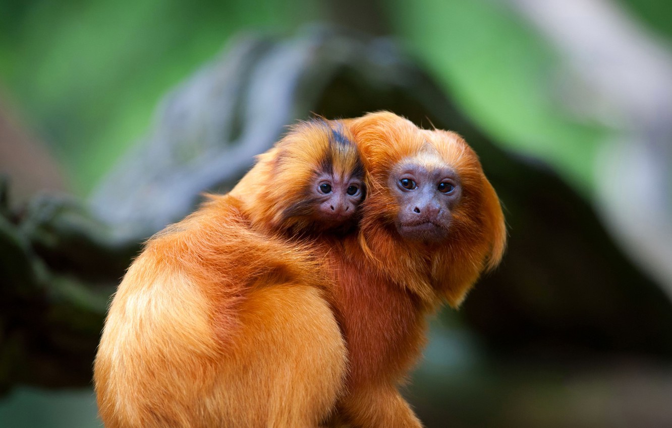 Tamarin Wallpapers - Wallpaper Cave