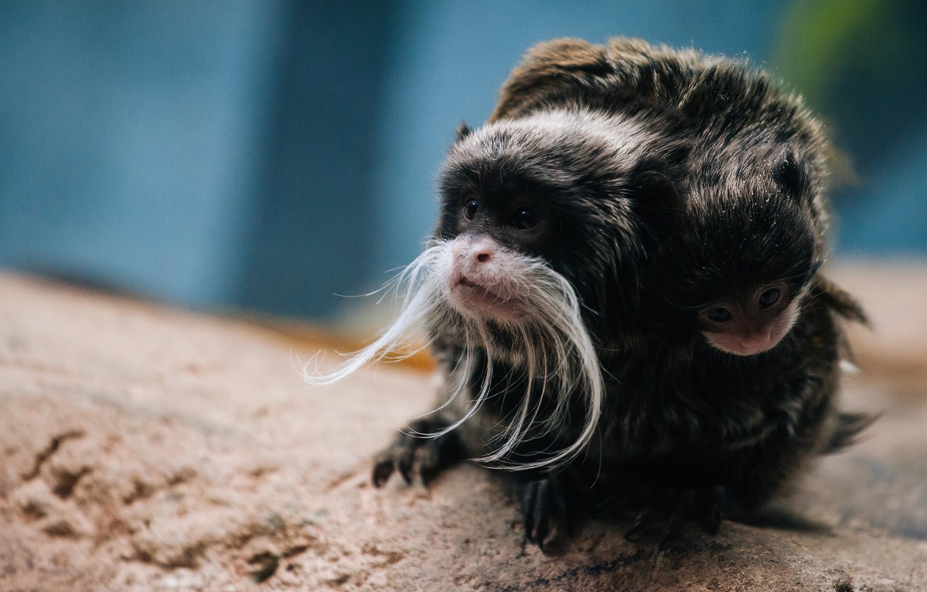 Tamarin Wallpapers - Wallpaper Cave