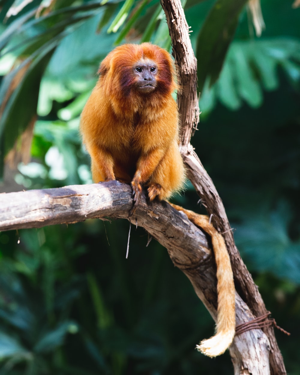 Tamarin Wallpapers - Wallpaper Cave