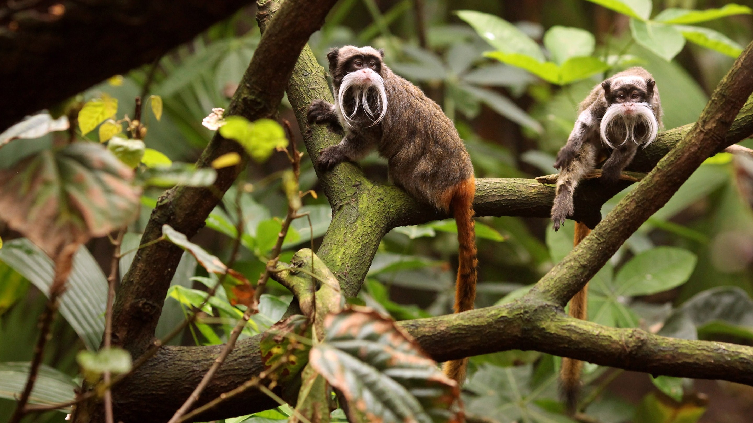 Tamarin Wallpapers - Wallpaper Cave