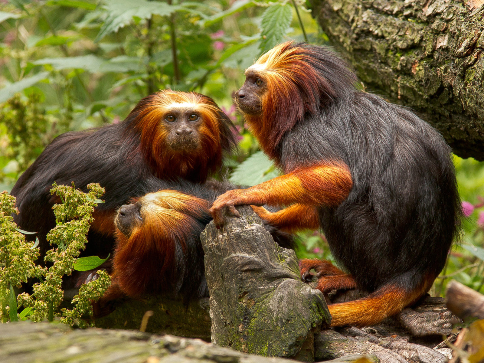 Tamarin Wallpapers - Wallpaper Cave