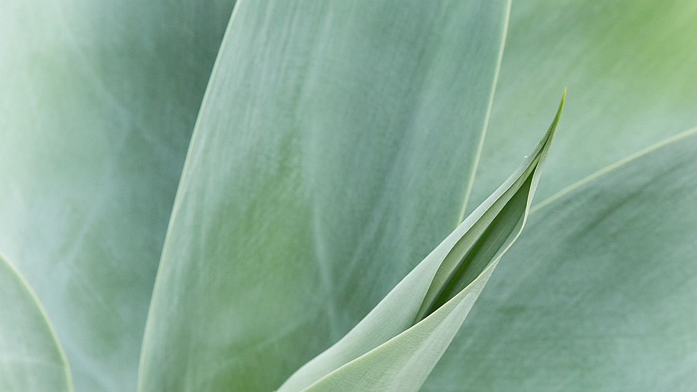 Green Spring Macbook Wallpapers - Wallpaper Cave