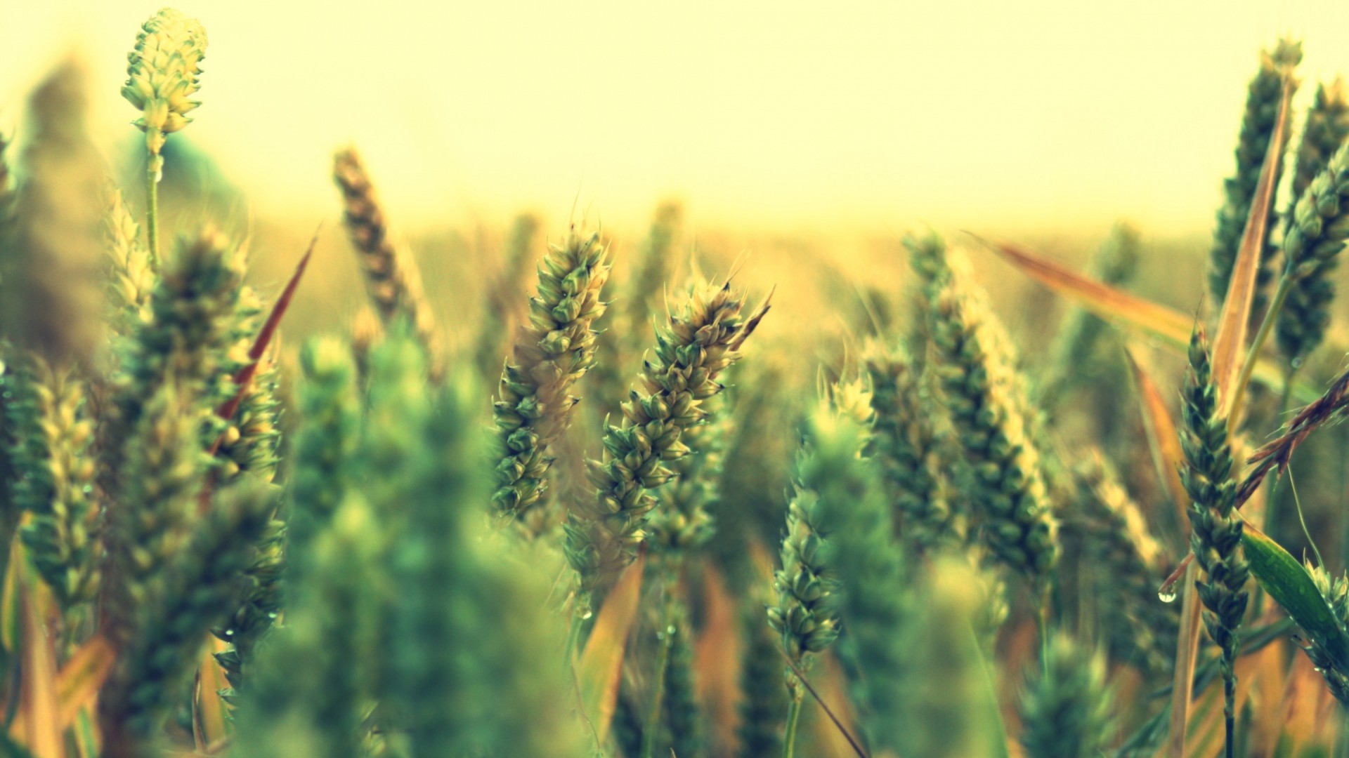 Green Spring Macbook Wallpapers - Wallpaper Cave