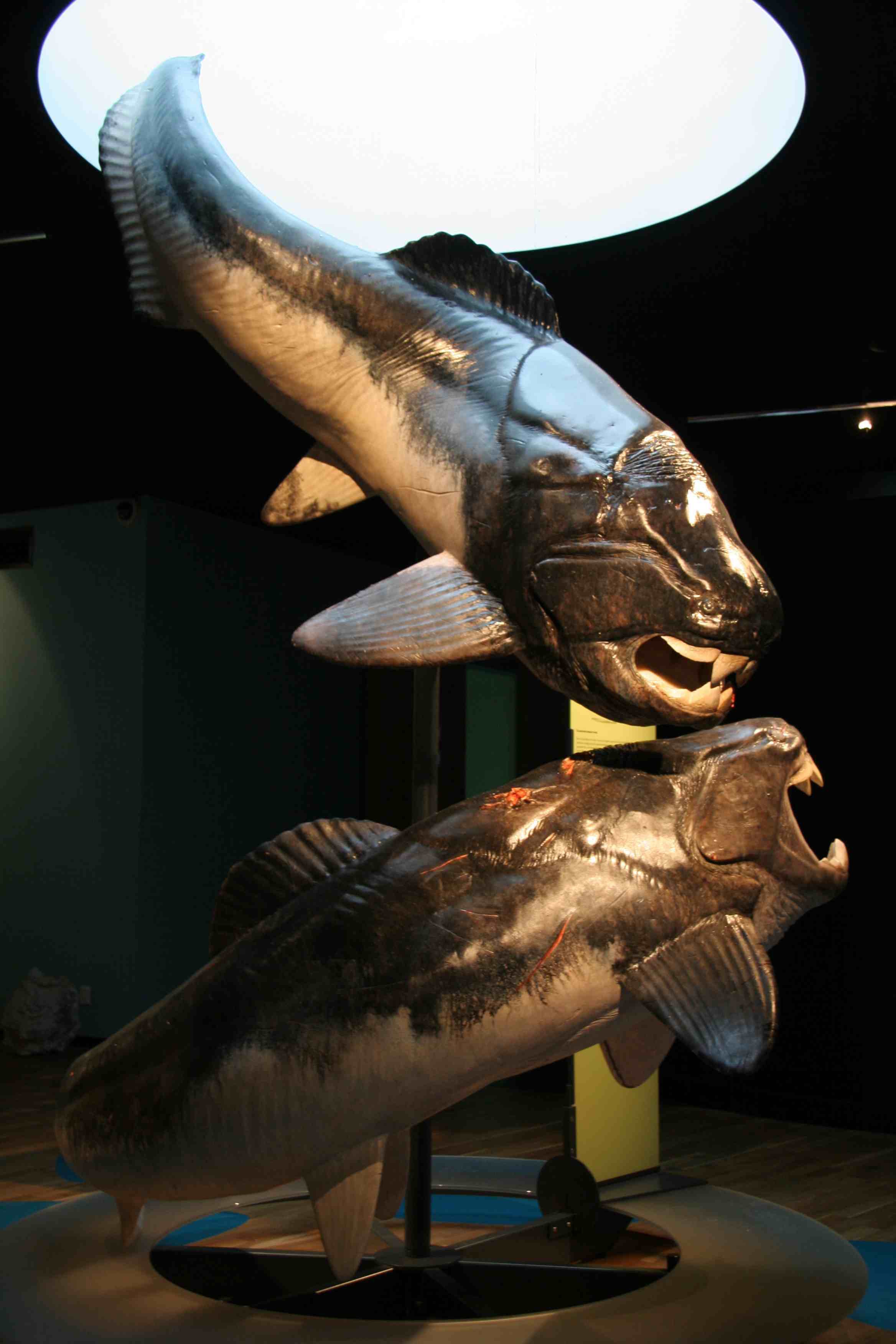 Dunkleosteus Wallpapers - Wallpaper Cave