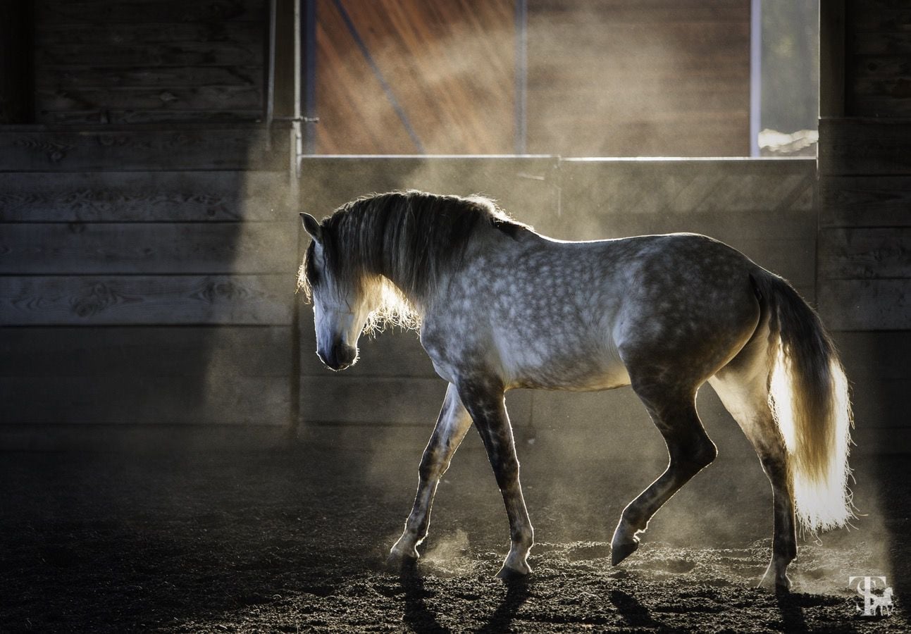 Dapple Grey Horses Wallpapers - Wallpaper Cave