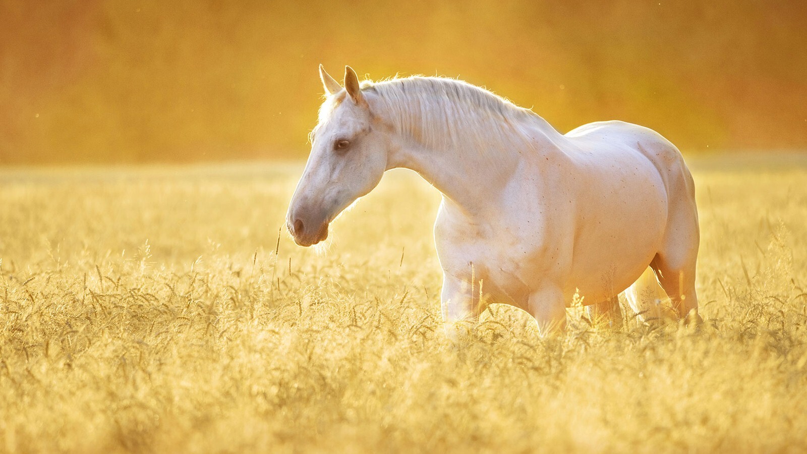 Beautiful White Horse Wallpapers - Wallpaper Cave