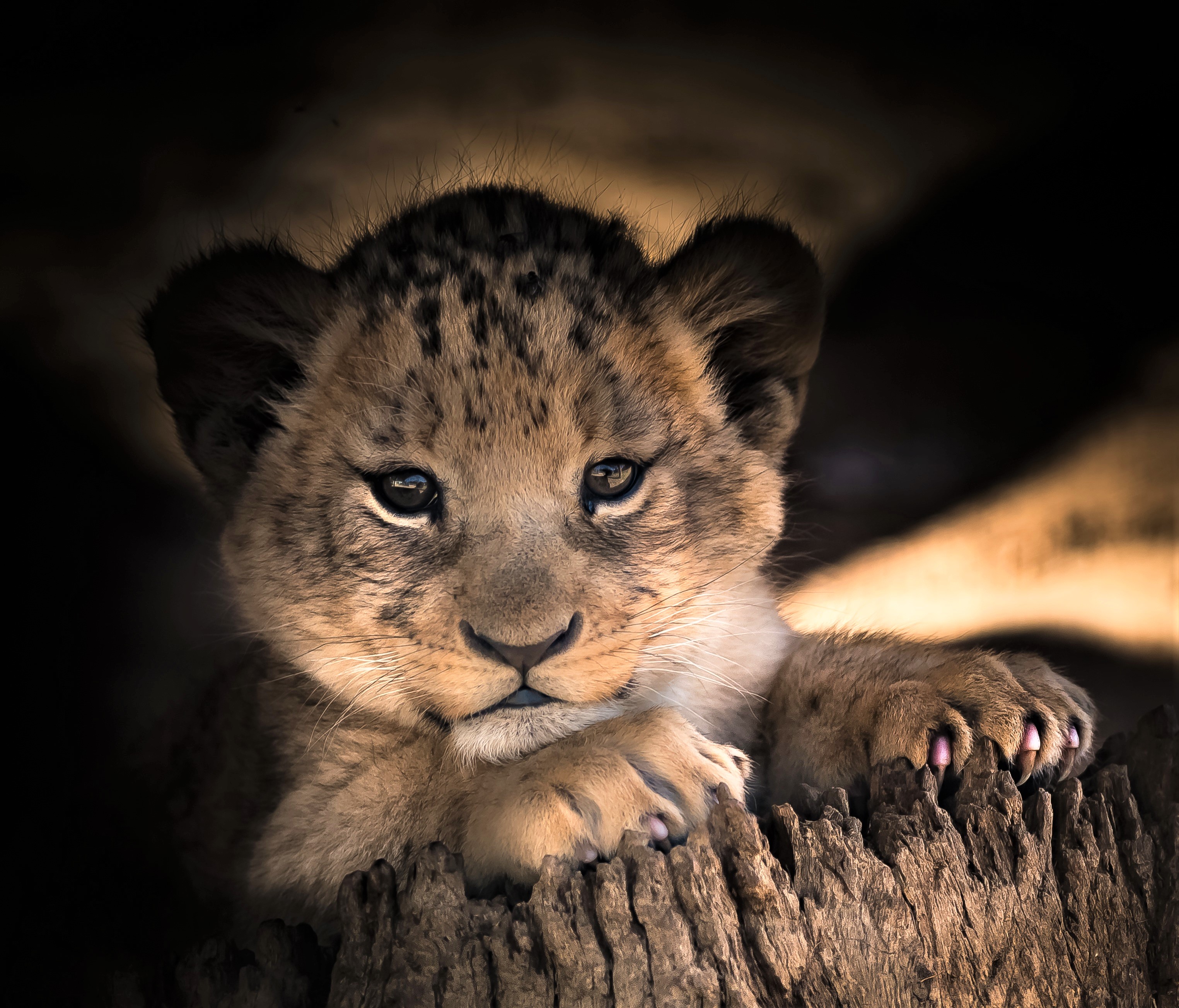 Small Lion Wallpapers - Wallpaper Cave