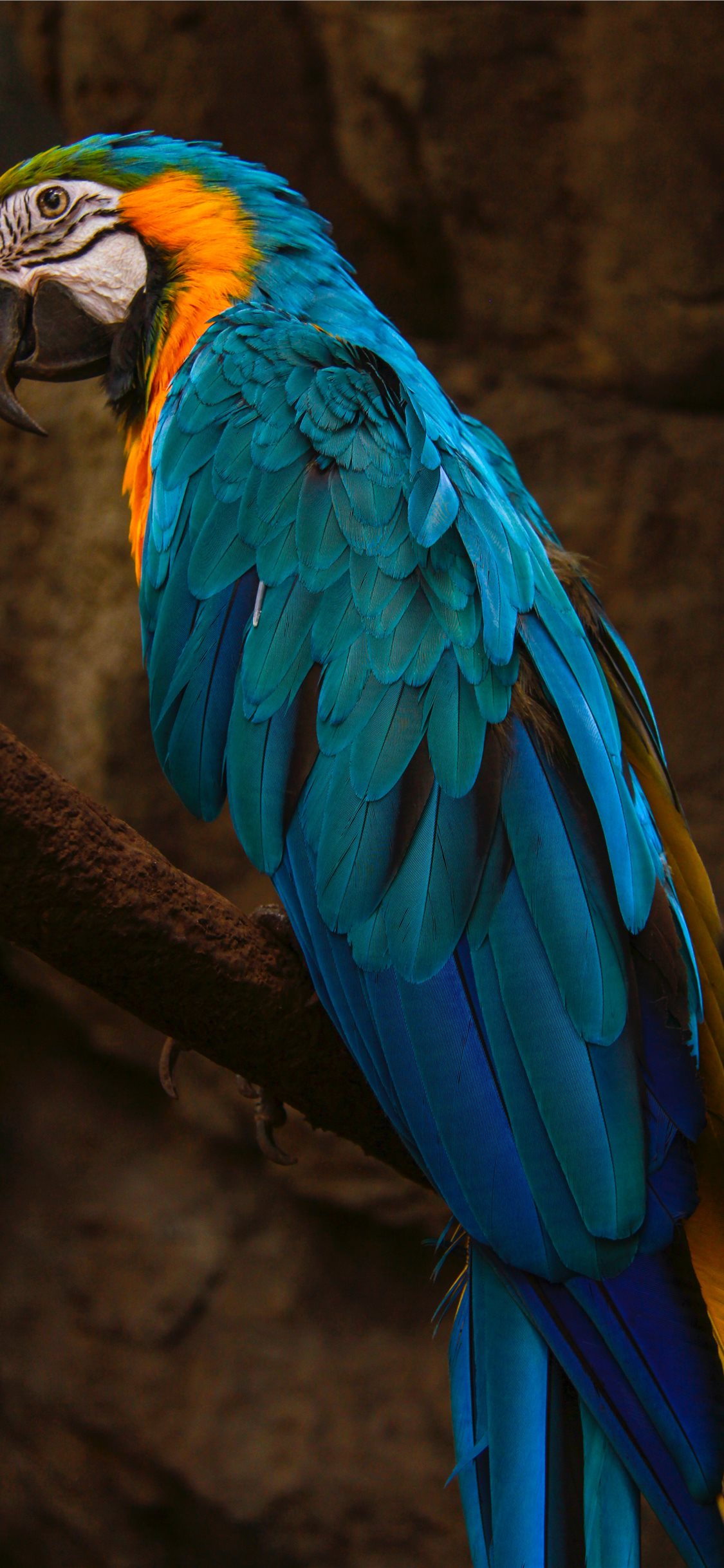 Parrot iPhone Wallpapers - Wallpaper Cave