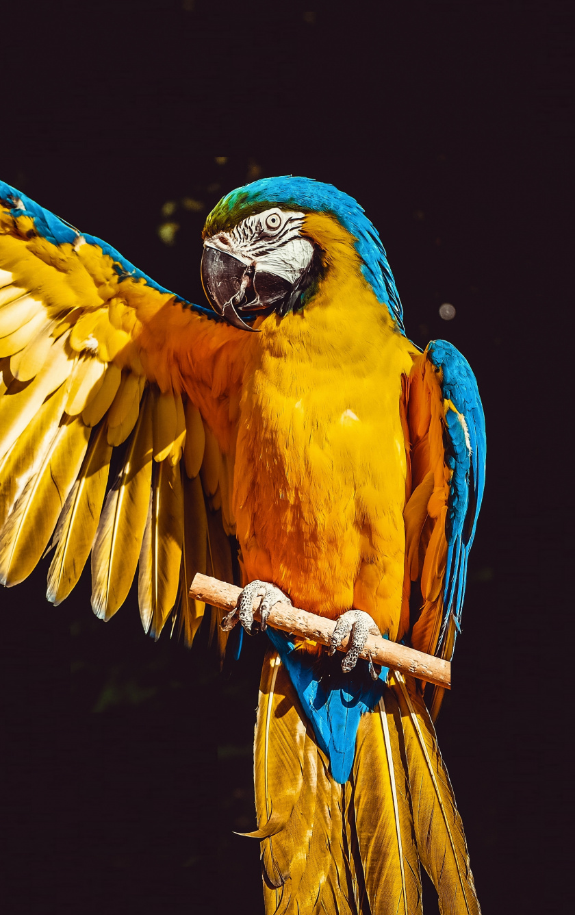 Parrot iPhone Wallpapers - Wallpaper Cave
