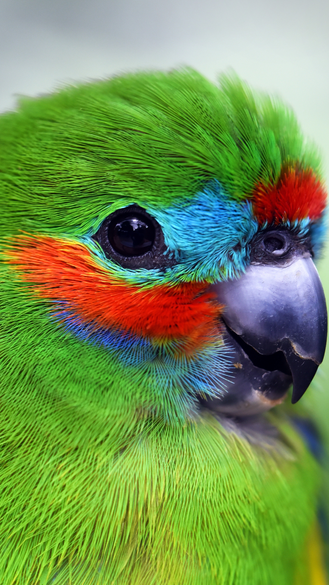 Parrot iPhone Wallpapers - Wallpaper Cave