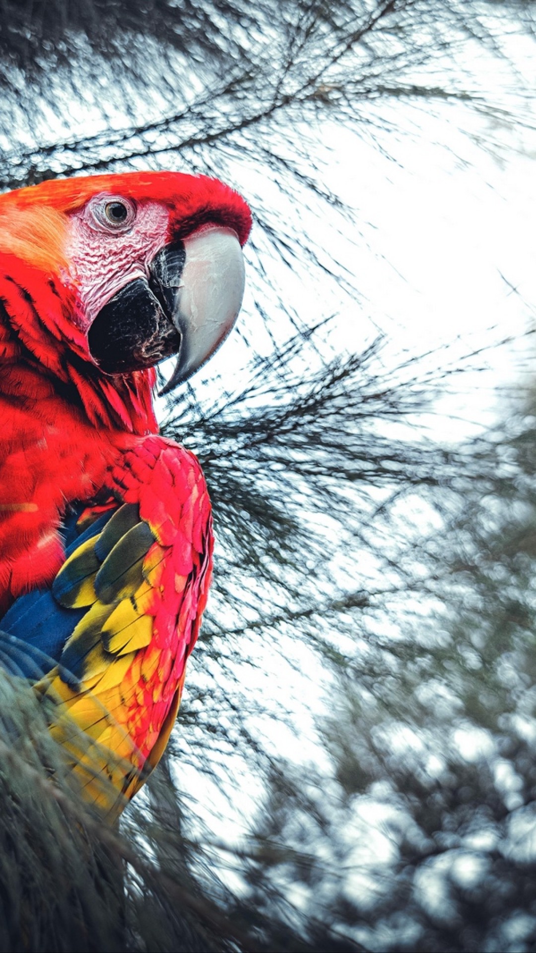 Parrot iPhone Wallpapers - Wallpaper Cave