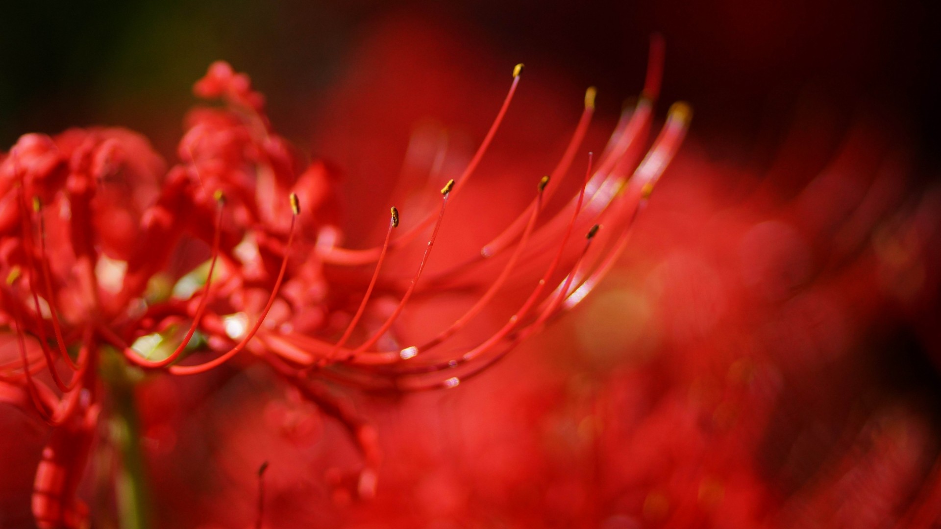 Lycoris Wallpapers - Wallpaper Cave