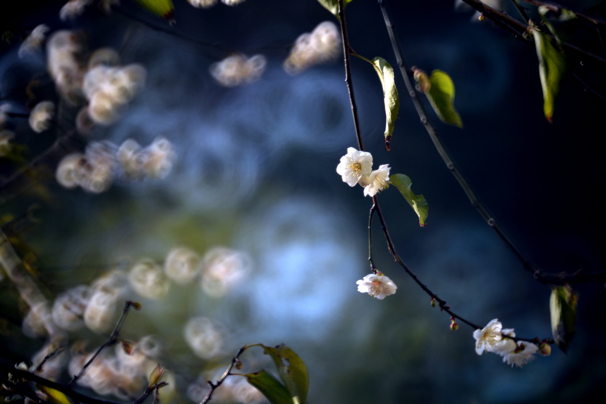 Spring Blur Wallpapers - Wallpaper Cave