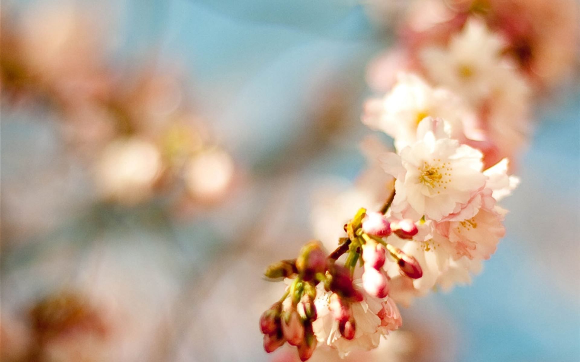 Spring Blur Wallpapers - Wallpaper Cave