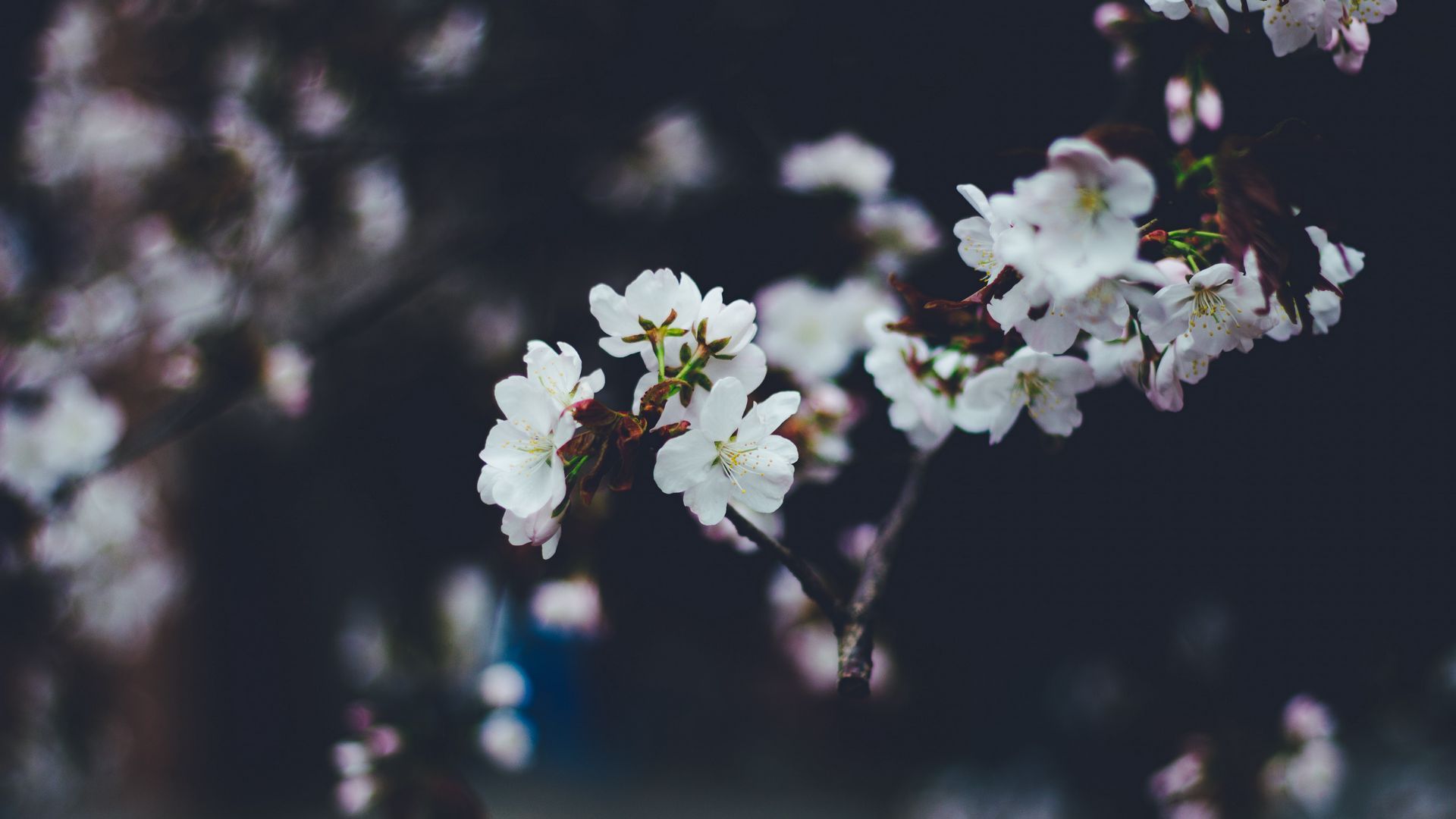 Spring Blur Wallpapers - Wallpaper Cave