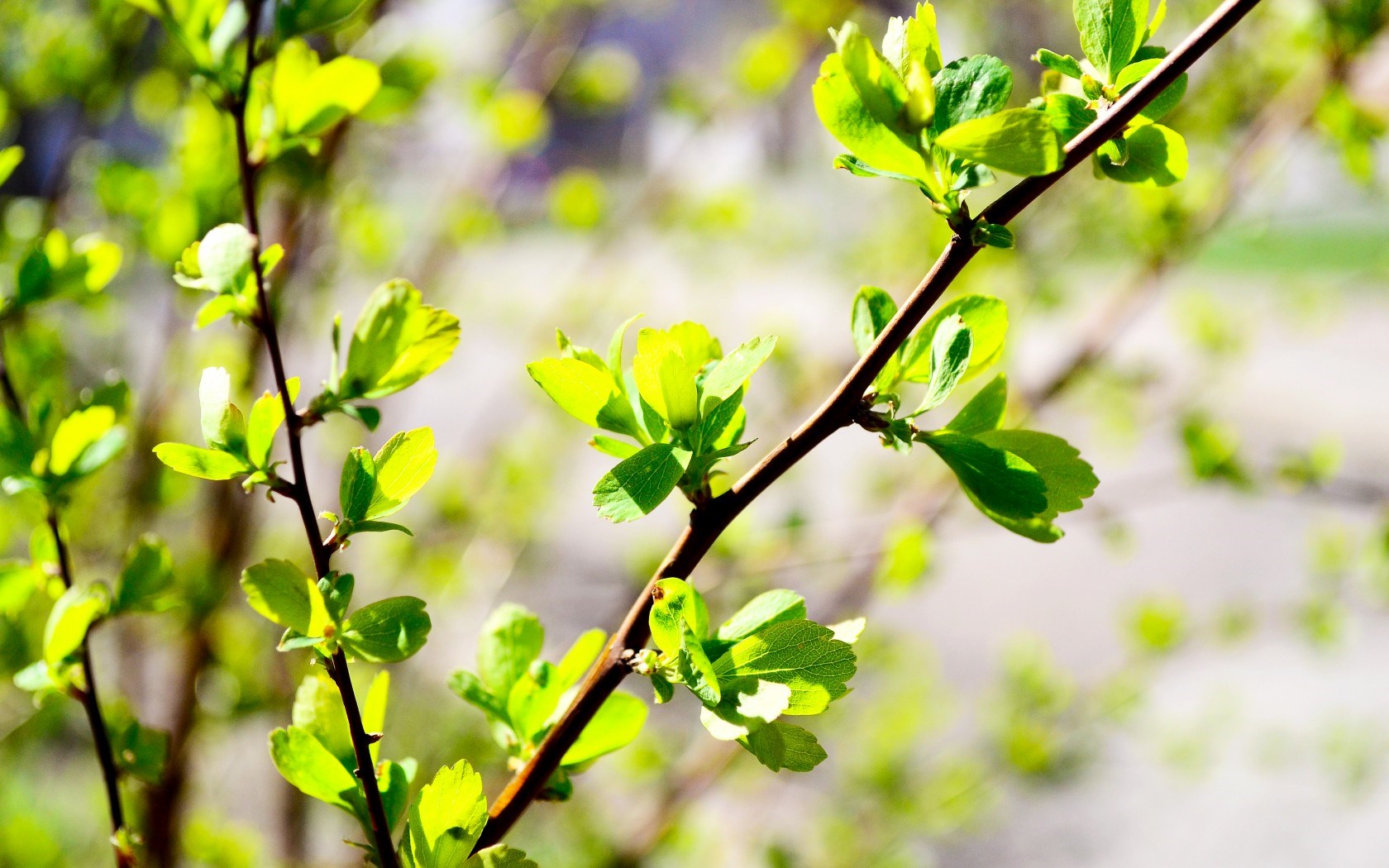 Spring Blur Wallpapers - Wallpaper Cave