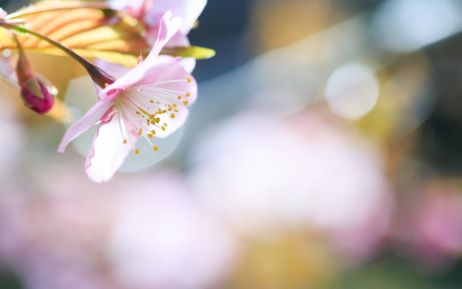 Spring Blur Wallpapers - Wallpaper Cave