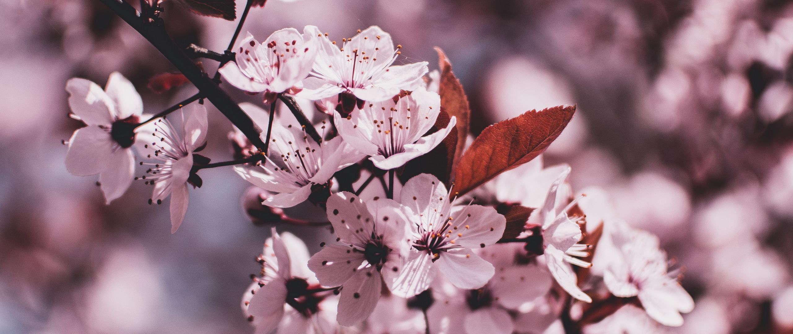 Spring Blur Wallpapers - Wallpaper Cave