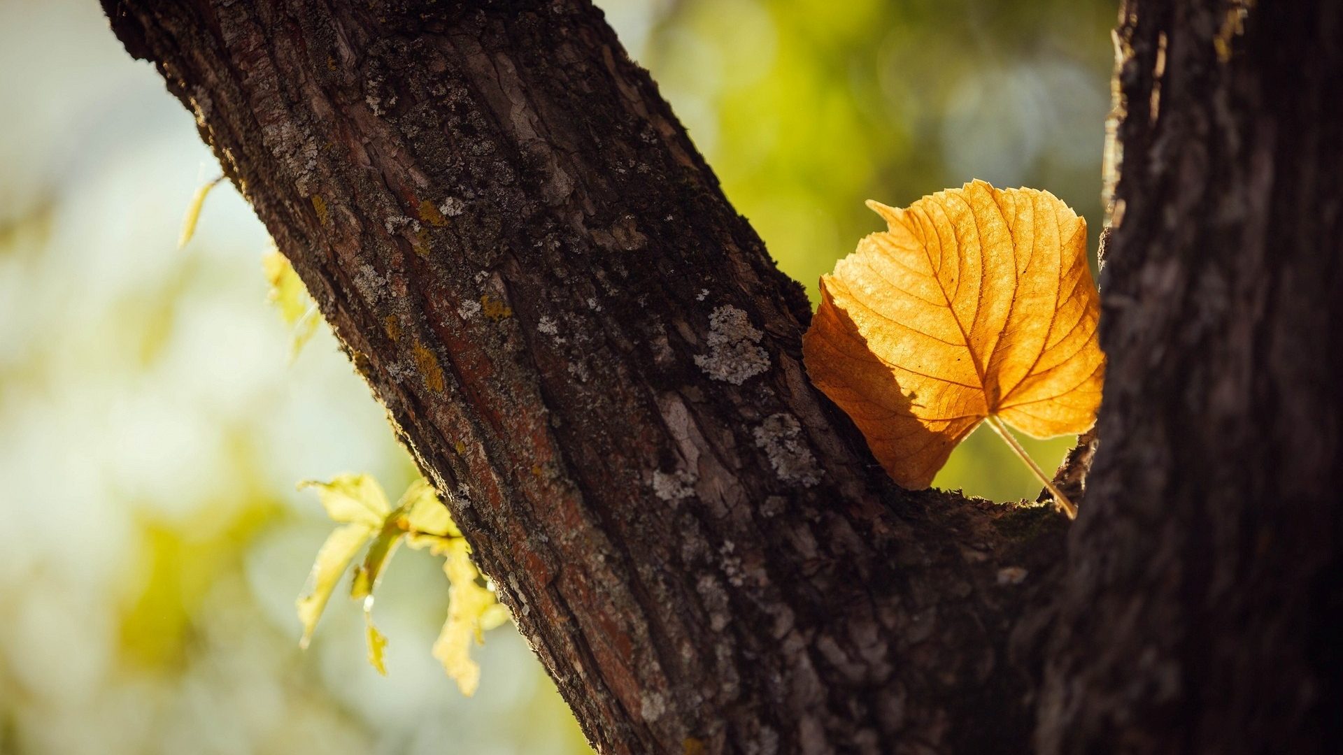 Spring Blur Wallpapers - Wallpaper Cave