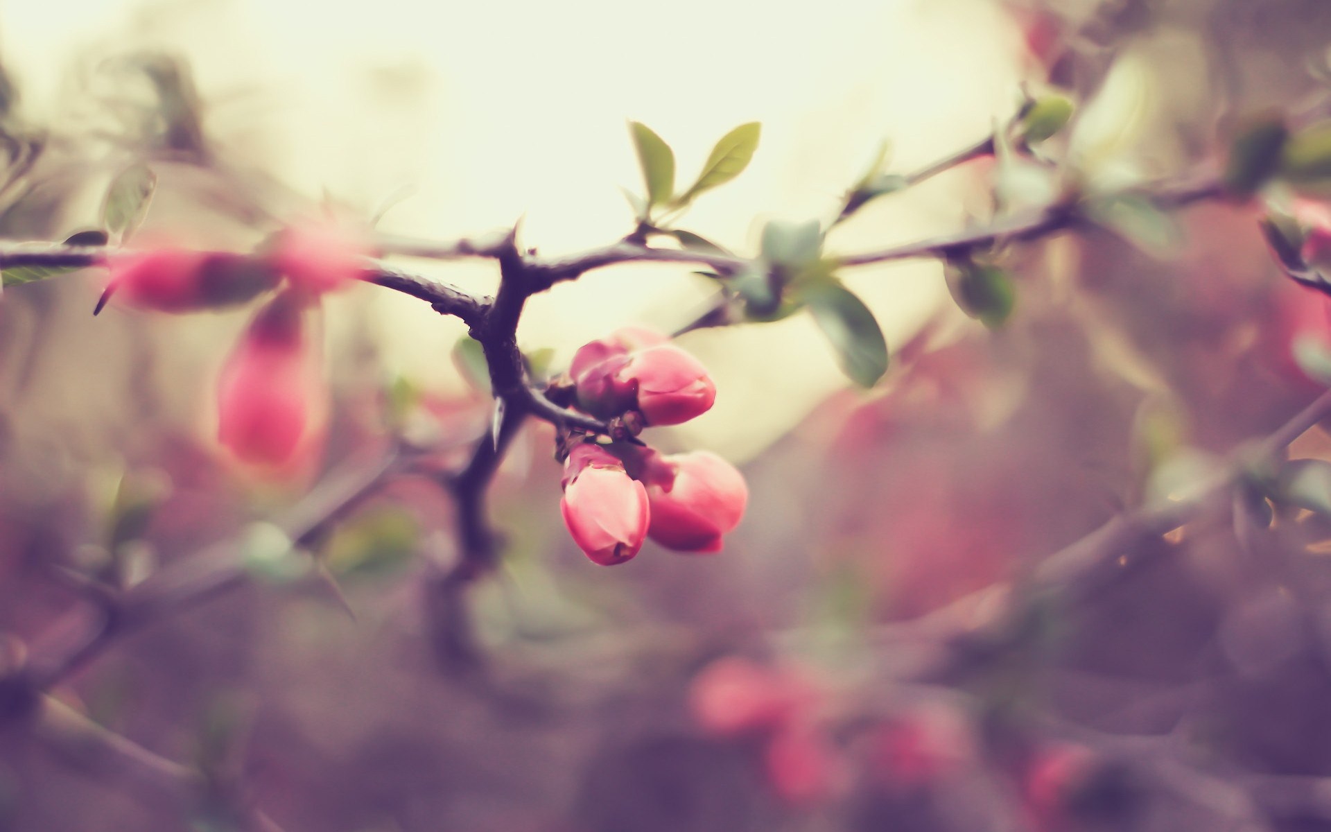 Spring Blur Wallpapers - Wallpaper Cave