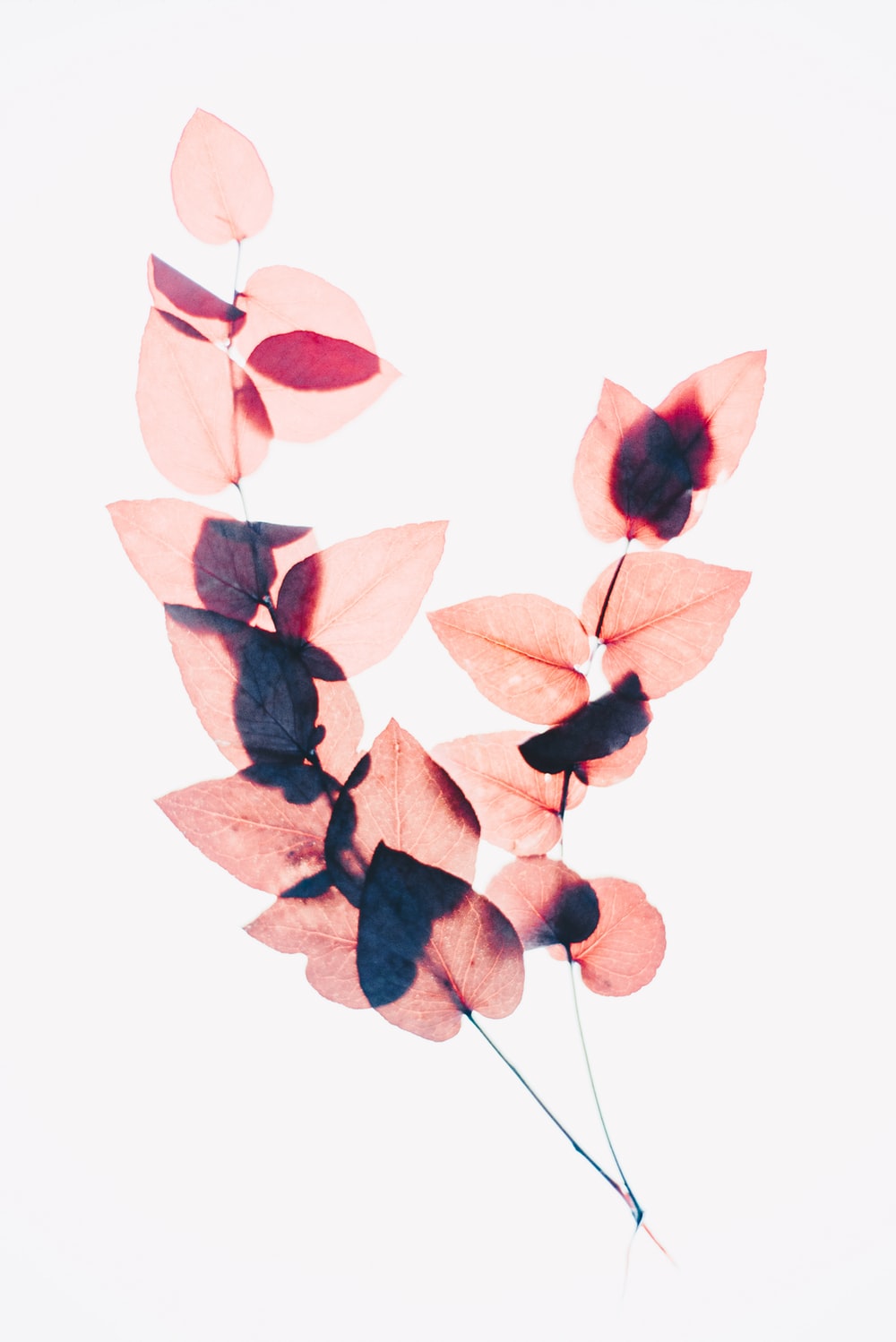 Paper Flower Wallpapers - Wallpaper Cave