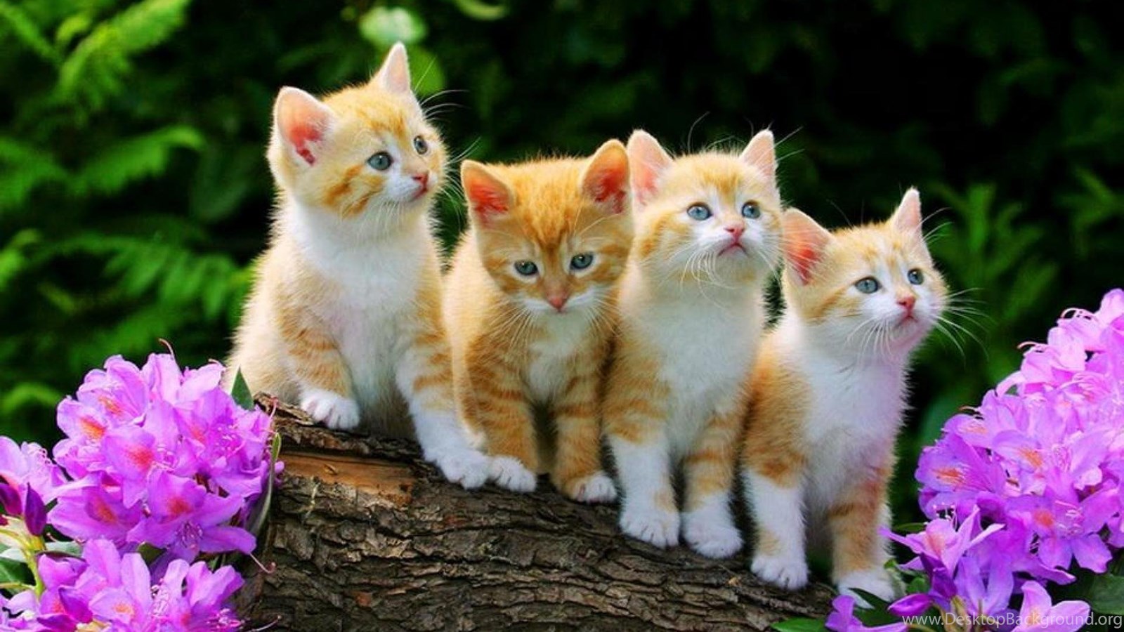 Spring Kitties Wallpapers - Wallpaper Cave