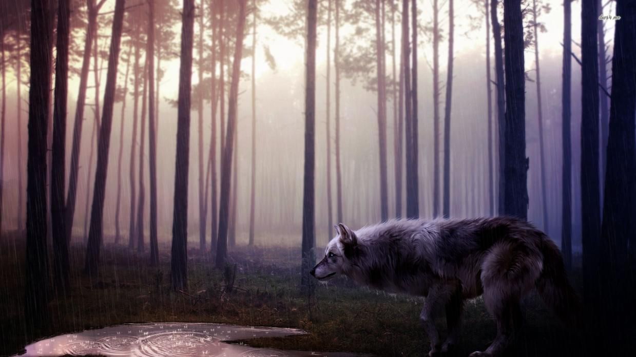 Wolf Forest Wallpapers - Wallpaper Cave
