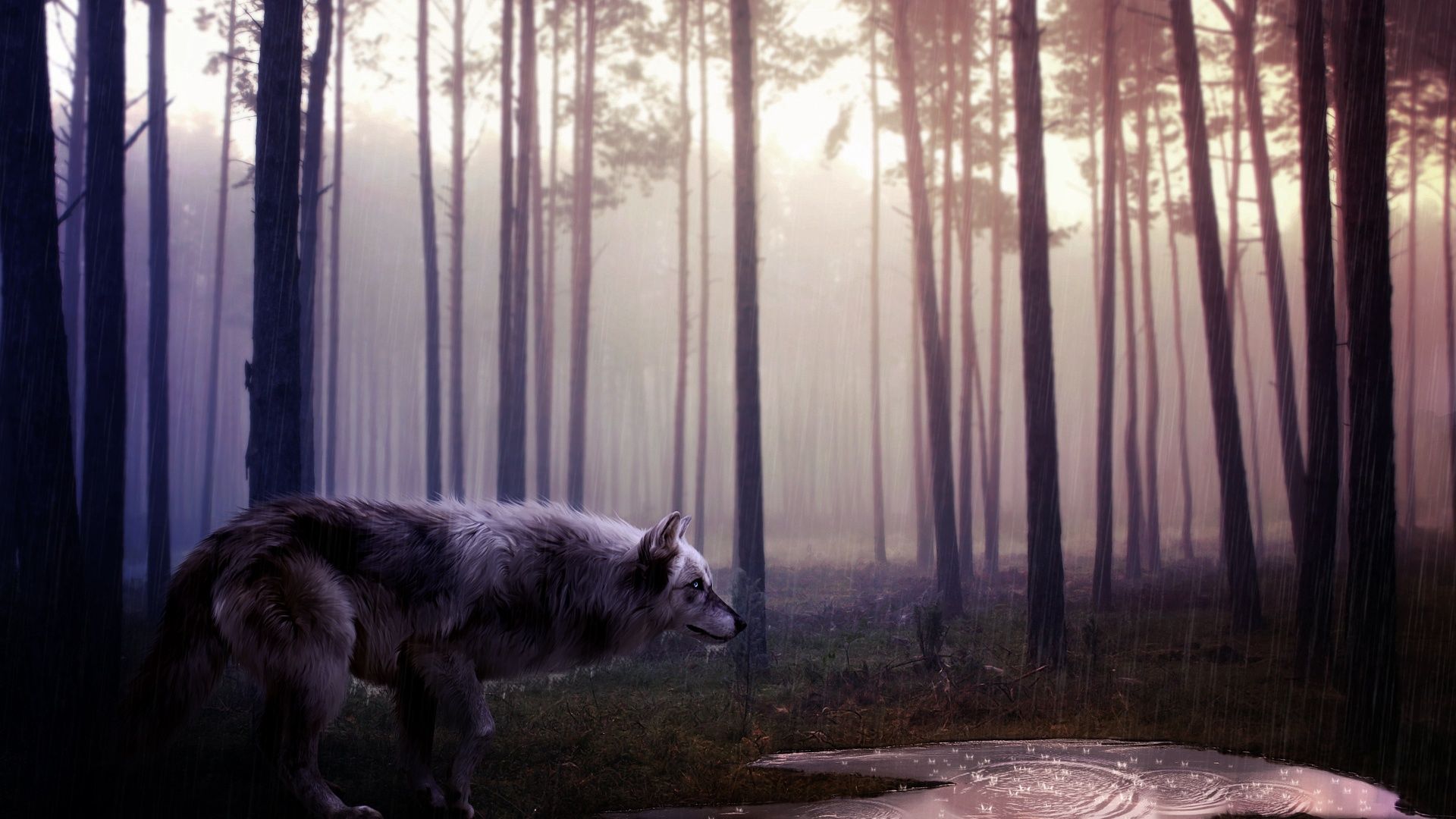 Wolf Forest Wallpapers - Wallpaper Cave