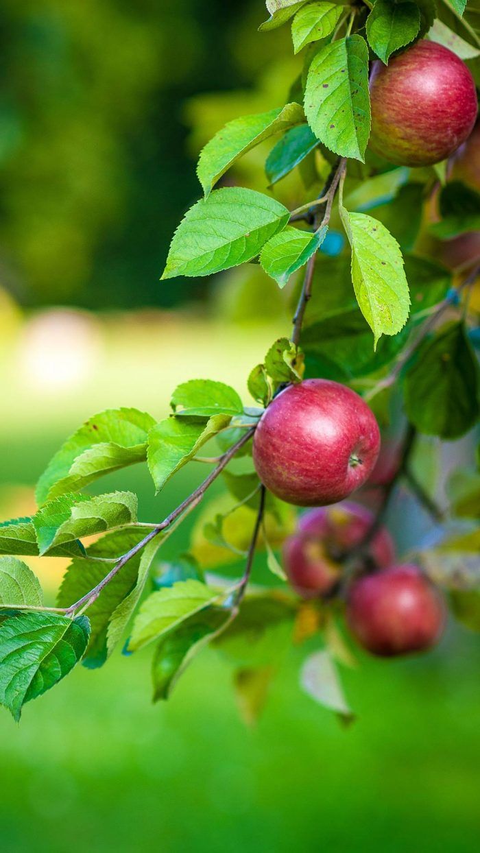 Fruit Garden Wallpapers - Wallpaper Cave