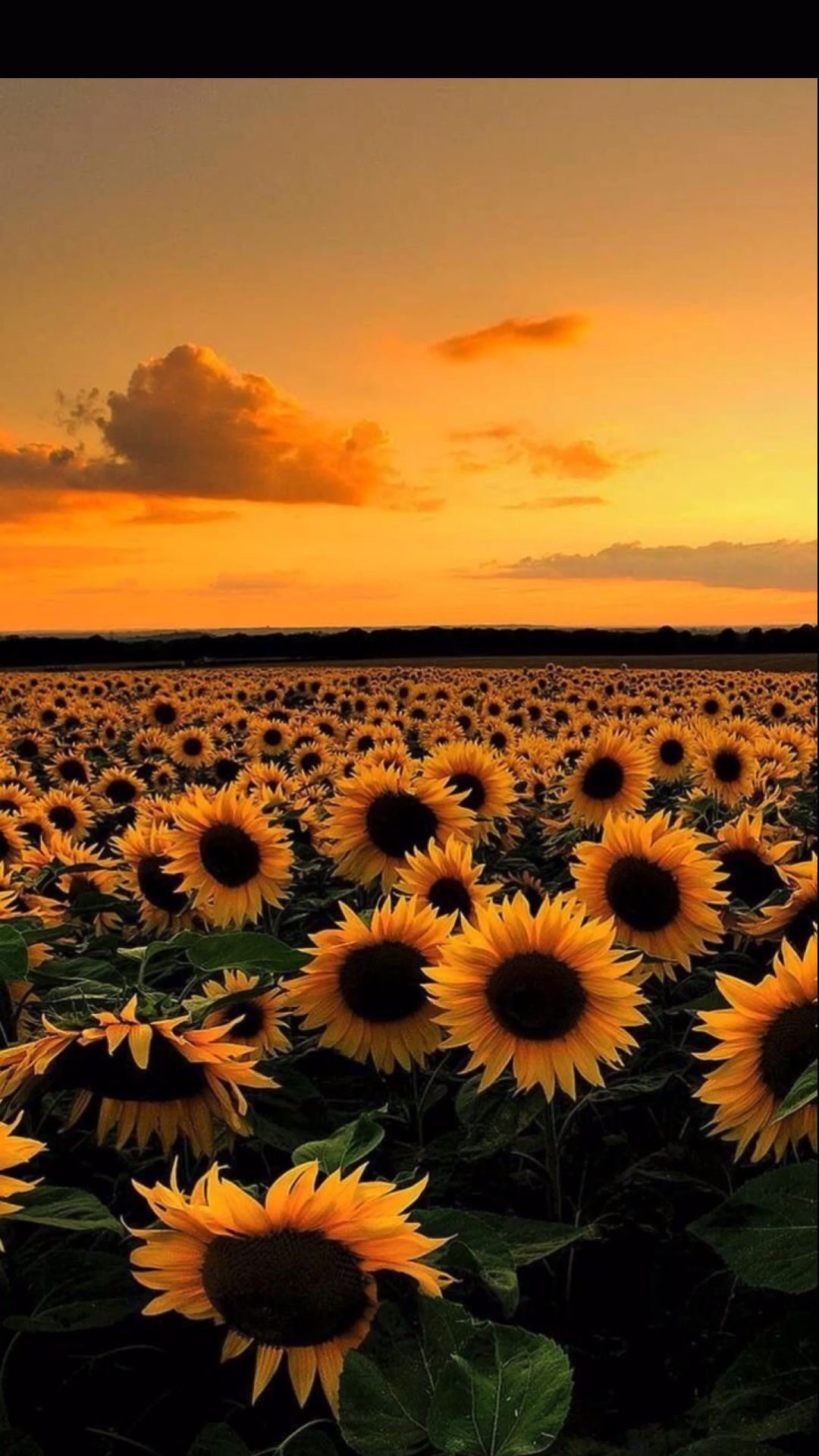 Cute Sunflower Spring Wallpapers - Wallpaper Cave