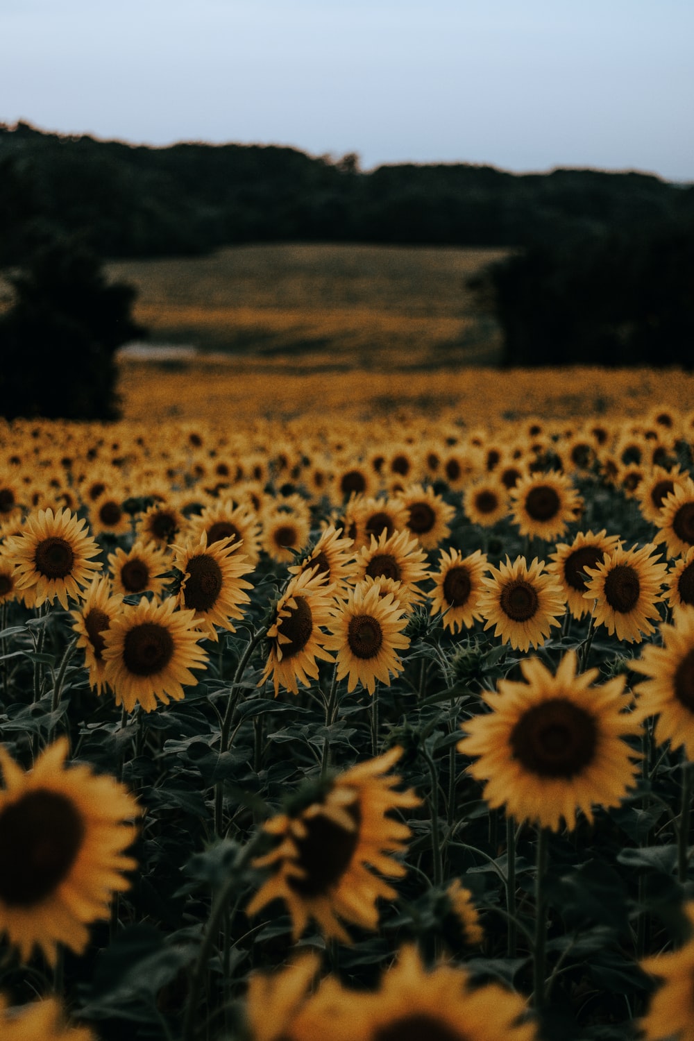 Cute Sunflower Spring Wallpapers - Wallpaper Cave