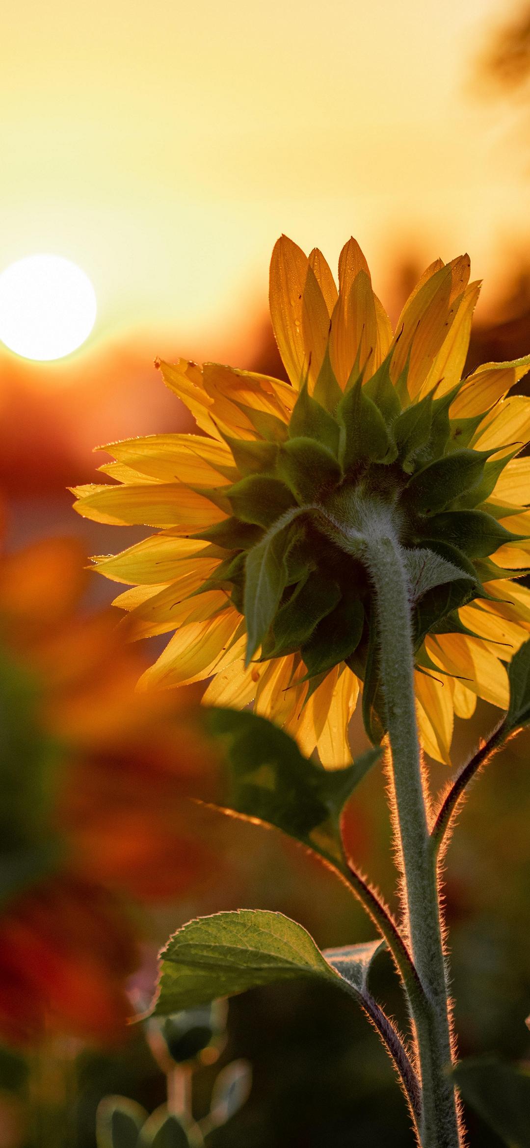 Cute Sunflower Spring Wallpapers - Wallpaper Cave