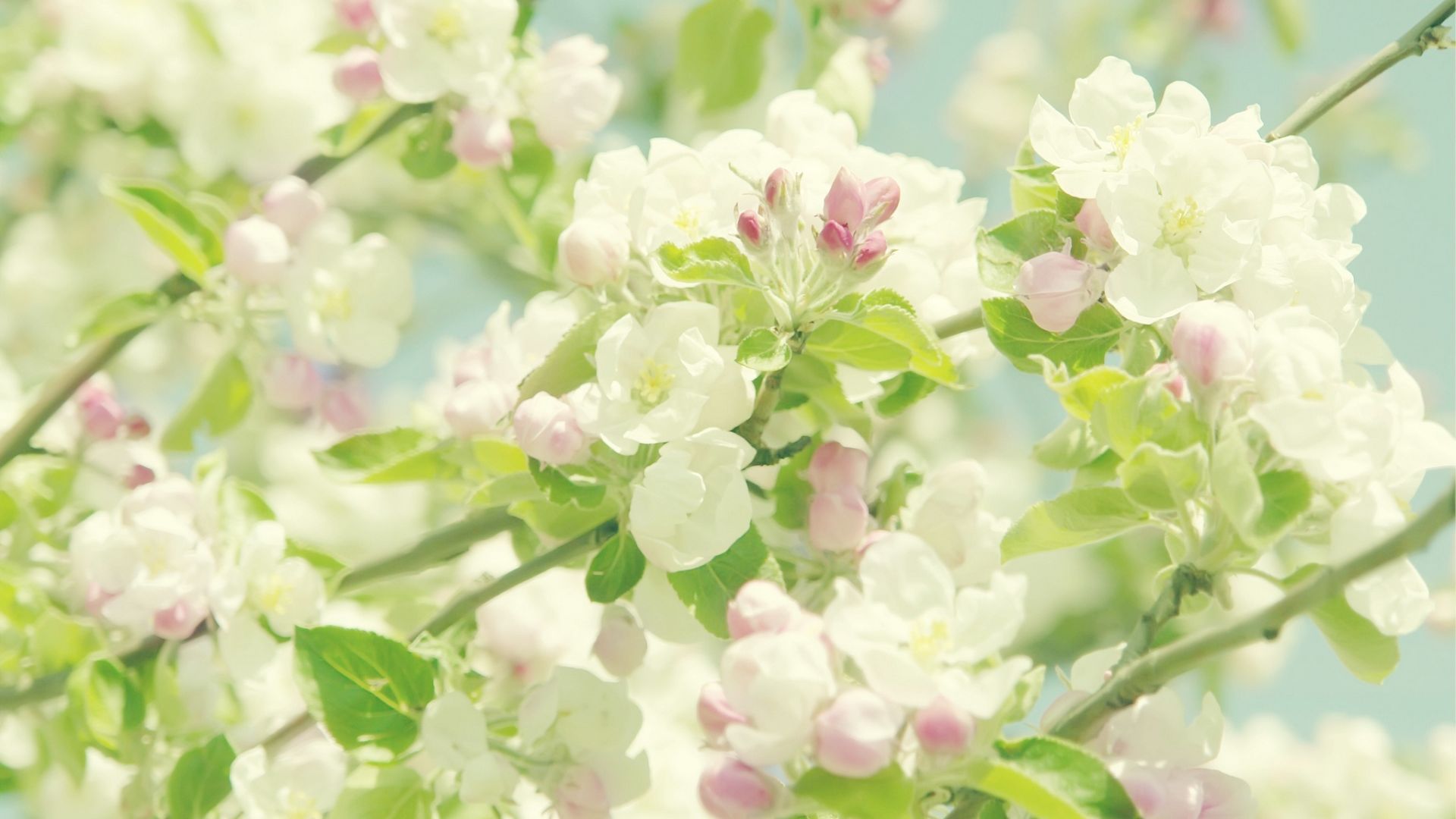 Spring Flower Aesthetic Wallpapers - Wallpaper Cave