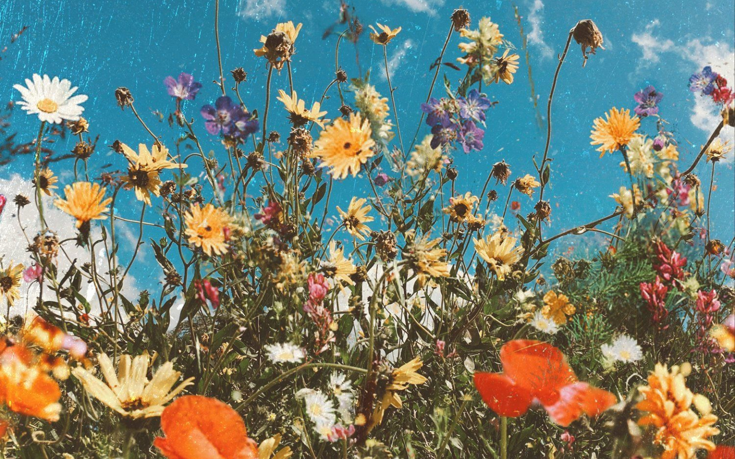 Spring Flower Aesthetic Wallpapers - Wallpaper Cave