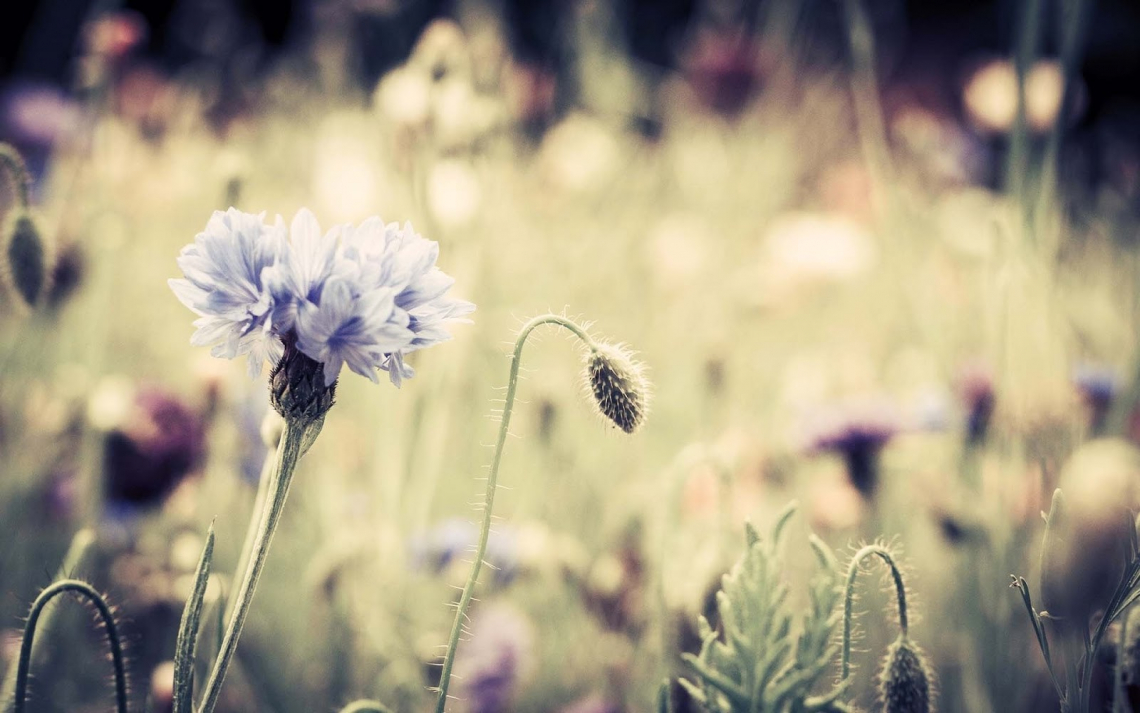 Spring Vintage Desktop Wallpapers - Wallpaper Cave