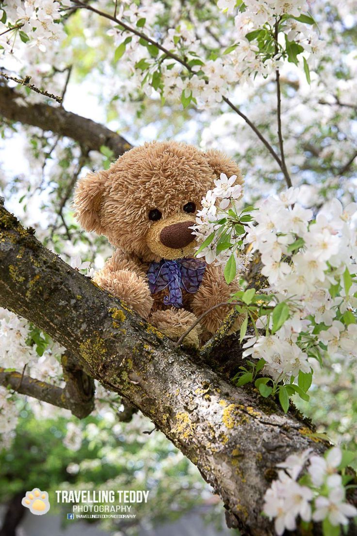 Teddy Bear Spring Wallpapers - Wallpaper Cave