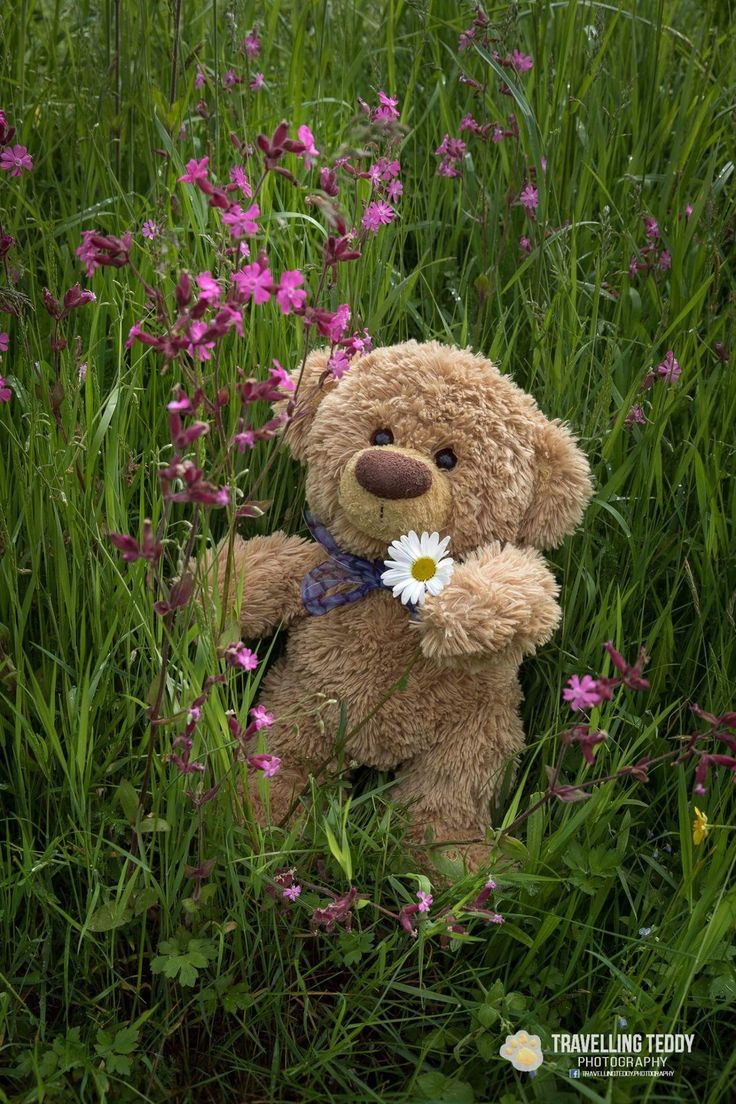 Teddy Bear Spring Wallpapers - Wallpaper Cave