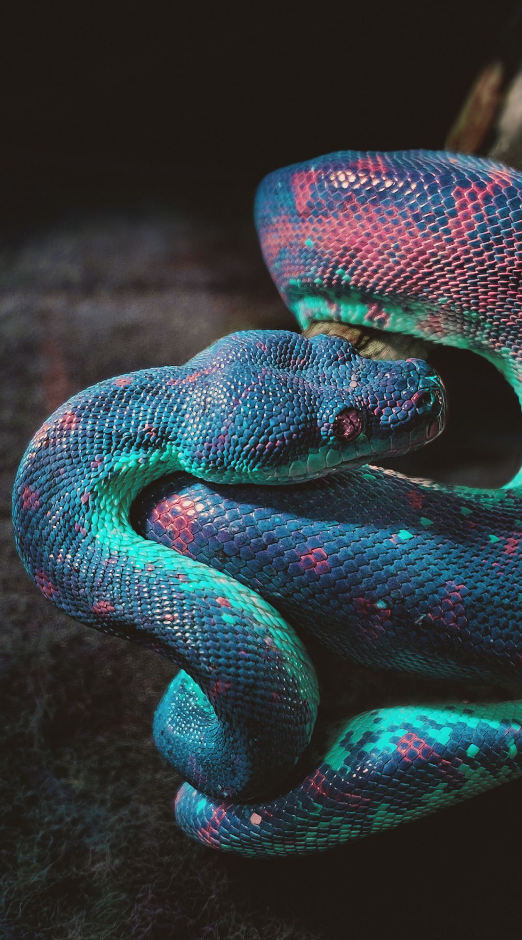 Pretty Snakes Wallpapers - Wallpaper Cave