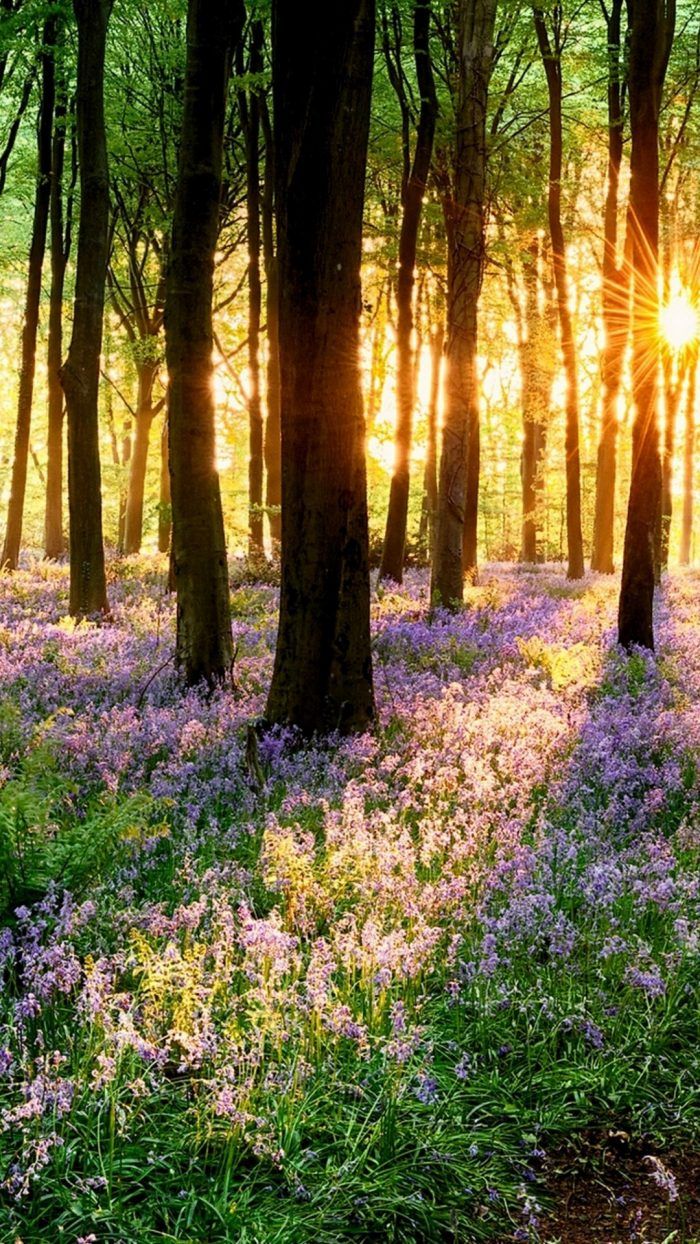 Spring Nature iPhone Wallpapers - Wallpaper Cave