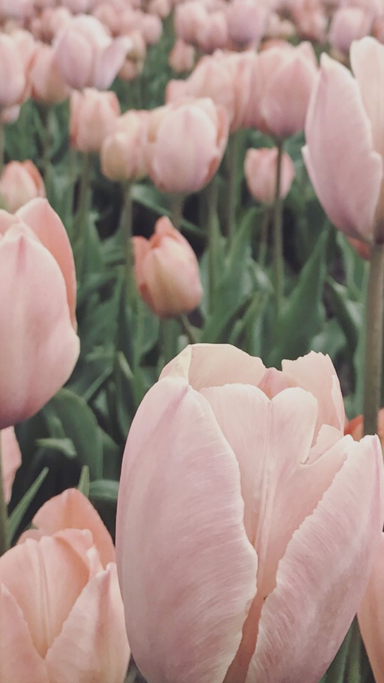 Tulips Phone Wallpapers - Wallpaper Cave