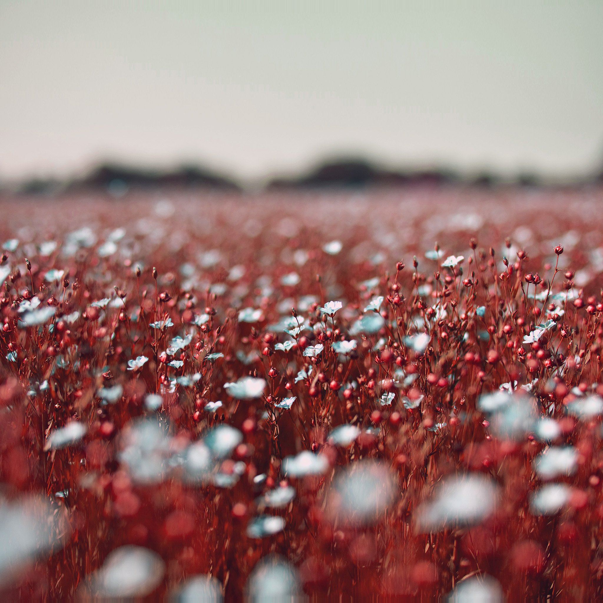 Red Scenery Wallpapers - Wallpaper Cave